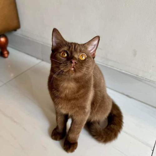 Jual British short hair BSH Cinnamon Female - Jakarta Selatan - Petzona ...