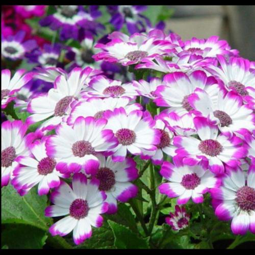 Jual 30 Biji Benih Bibit Bunga Cantik Cineraria Mix Color - Jakarta ...