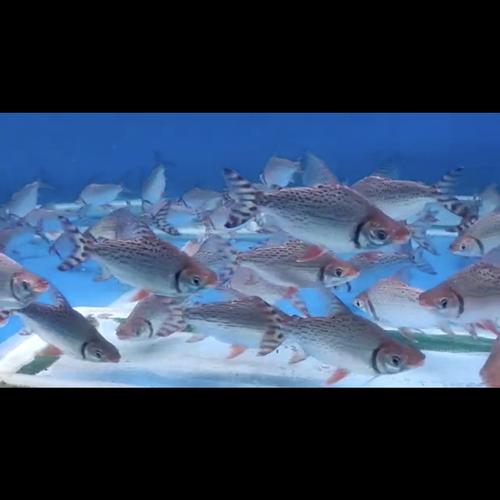 Jual American Flag Tail / red feifeng 13cm - Jakarta Barat - Pabrik ...
