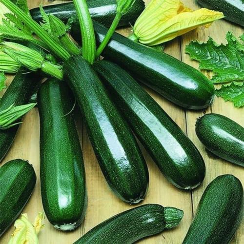 Jual Benih Biji Zucini - Zucinni - Zuchini Hijau Green Zucchini ...
