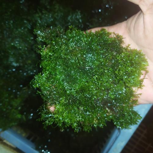 Jual ricardia moss ricardia ukuran 10cm - Kab. Bondowoso - Aro aquatic ...