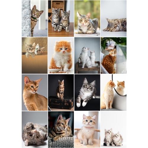 Jual (16 PCS) Poster Dinding Aesthetic Tema Kitten Kucing Lucu - Kitten ...