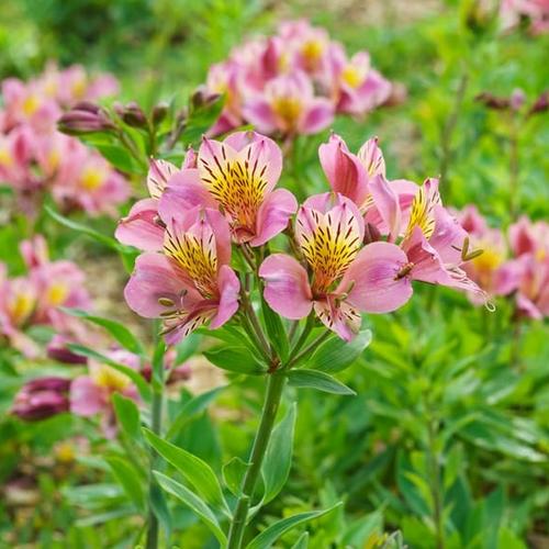 Jual Tanaman Bunga Alstroemeria / Peruvian Lilly / Lilly Paruh Burung ...