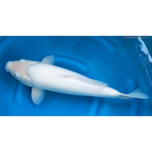 Jual IKAN KOI IMPORT SHIROMUJI NISAI 55CM FEMALE SAKAI FISH FARM ...