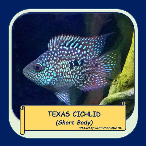 Jual IKAN HIAS AIR TAWAR - TEXAS CICHLID (SHORT BODY) - Jakarta Pusat ...