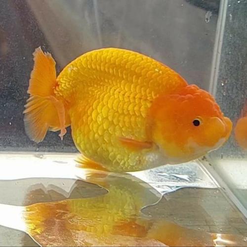 Jual ranchu hybrid / lionchu ikan mas koki rancu hybrid / ikan hias ...