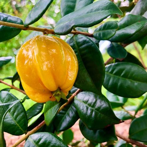 Jual Tanaman Buah Star Cherry Pitangatuba - Kota Batu - Tanamanbuahtin ...
