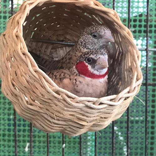 Jual Cutthroat Finch bukan zebra finch, emje atau gould amadine ...