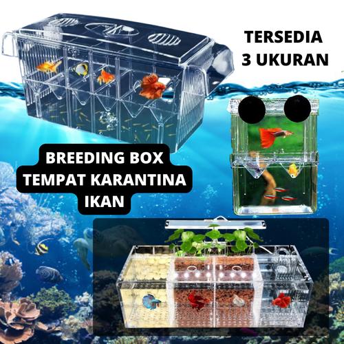 Promo Breeding Box Isolation Incubation Box Kotak Karantina Ikan Guppy Molly - 4 Kamar - Jakarta ...