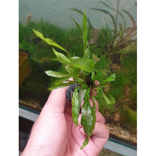 Jual Tanaman Kadaka Wabikusa hias Aquascape - Kota Bandung - Sherilqa ...