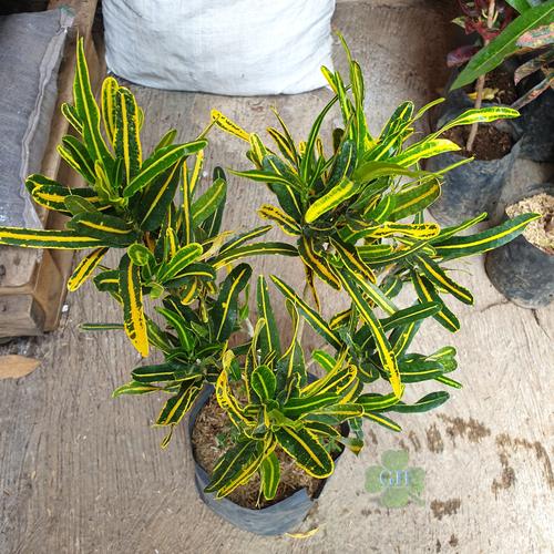 Jual Tanaman Hias Puring Jari Hijau Garis Kuning Codiaeum Variegatum ...