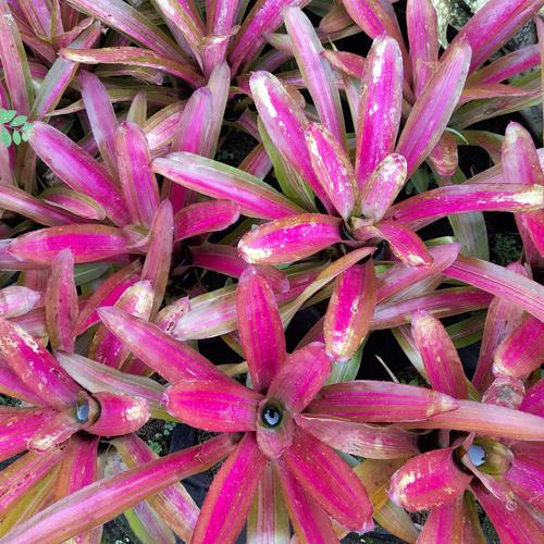 Jual Tanaman Bromellia Neoregelia Martin Pink Splash - Kota Batu ...