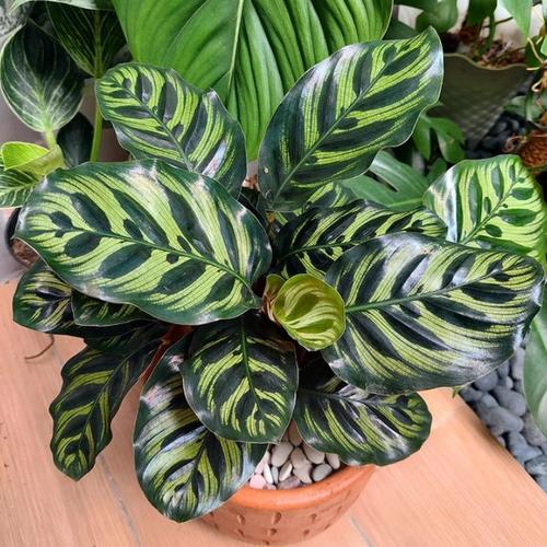 Jual tanaman hias calathea makoyana | pohon kalatea makoyana - Kab ...