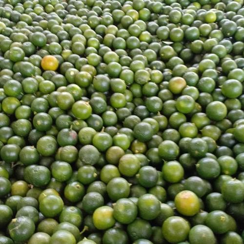 Jual Buah Jeruk Lemon Cui/Songkit/Kasturi/Kip/Calamansi, 10 kg - Kota ...