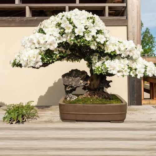 Jual Tanaman azalea bunga putih tumpuk - Kab. Bandung Barat - ibad ...