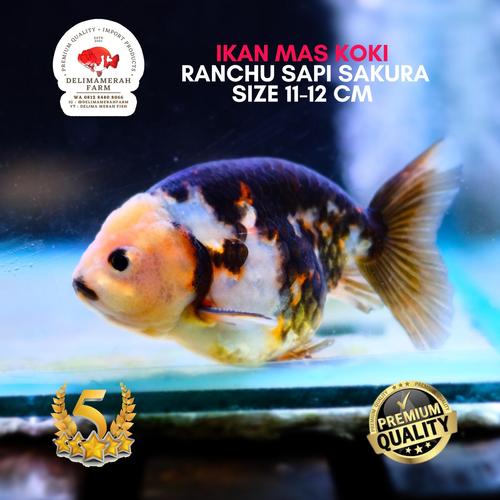 Jual IKAN MAS KOKI RANCHU SAPI 11-12 CM PREMIUM QUALITY FANCY - Kota ...