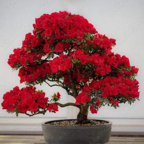 Jual tanaman azalea bunga merah/azalea red bird - Kab. Bandung Barat ...