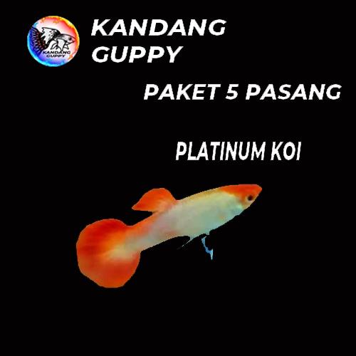 Jual PAKET BREEDING 5 PASANG PLATINUM KOI SIZE DEWASA - Kota Depok - kandangguppy_NEW | Tokopedia