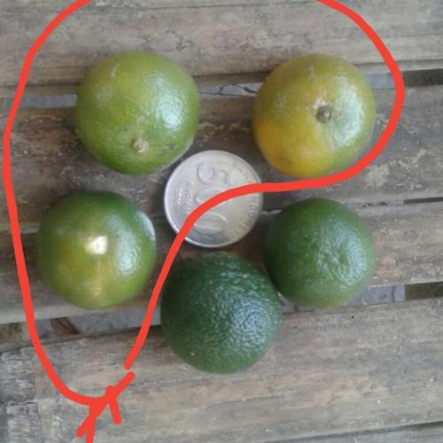Jual Sonkit/Lemon Cui/Kasturi/Kip/Calamansi, 1 kg - Kota Tangerang ...