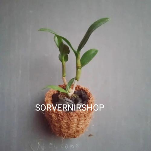 Jual pot anggrek sabut kelapa anyam mini tempel cantel dinding - Kab ...