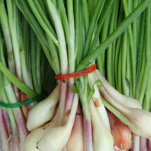 Jual daun bawang cung, bawang cung, daun bawang - Kota Bandung - Fabyan ...