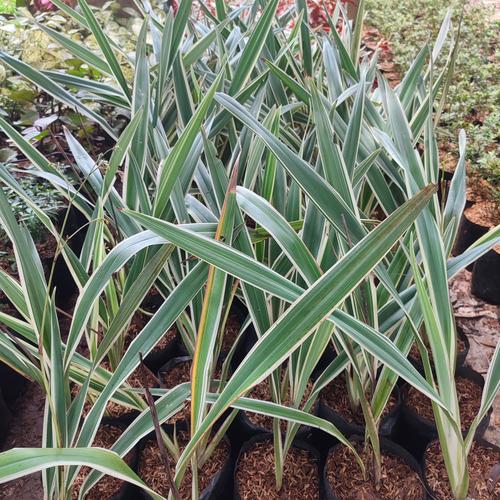 Jual tanaman lili brazil/tanaman spider plant Lily brazil - Kab. Bogor ...