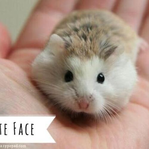 Jual hamster roborovski / husky / white face (INSTANT ONLY) - Kota ...