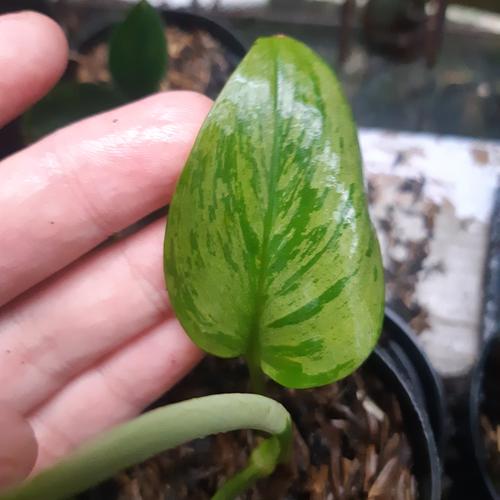 Jual scindapsus treubii moonlight varigata mint ( sp ) - Kota Tangerang ...