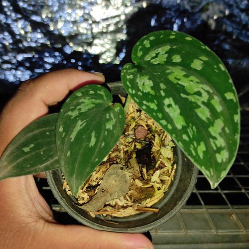 Jual Scindapsus Three Color Tanaman - Kota Tangerang Selatan - Plants ...
