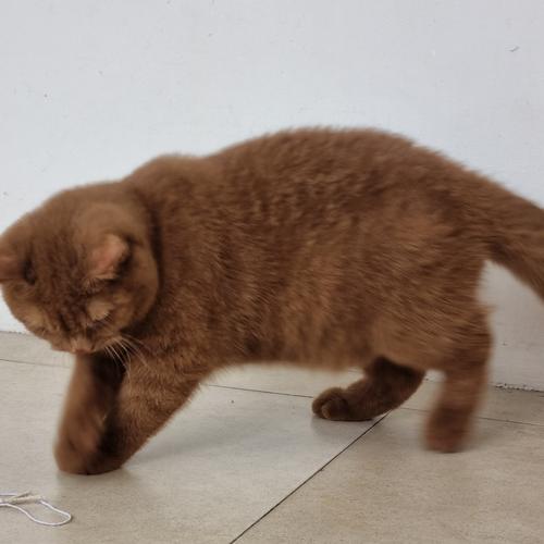 Jual BSH Cinnamon Ped Male british shot hair - Jakarta Selatan ...