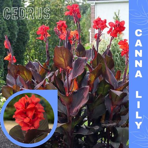 Jual CANNA LILY RED Benih Biji Bunga Tasbih - Kota Bandung - Cedrus ...