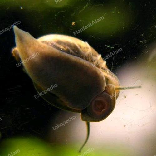 Jual Siput Air Hitam Mini Hidup - Kota Surabaya - Manfaat Alam | Tokopedia
