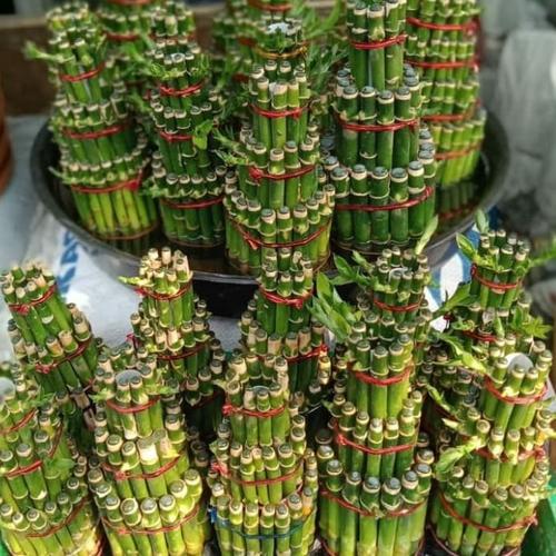 Jual Tanaman Hias Air Bambu Hoki Lucky Bamboo China Imlek Susun Sincia ...