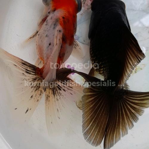 Jual ikan koki butterfly tail uk 10 up - Jakarta Barat - kurniagoldfish ...