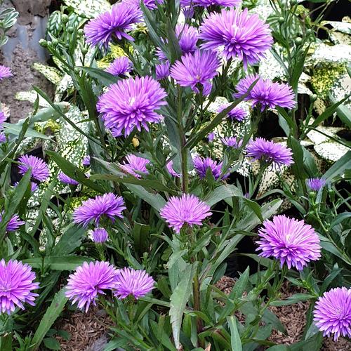 Jual tanaman hias bunga magrib ungu / crisan kecil ungu - Jakarta Utara ...