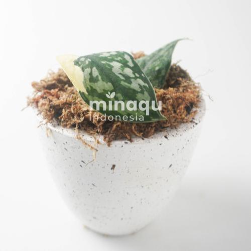 Jual Scindapsus Mayari Variegata | Varigated | Tanaman Hias - Kab ...