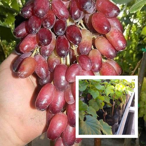 Jual Bibit Anggur Manicure Finger Grafting - Anggur MF - Kab. Kediri ...
