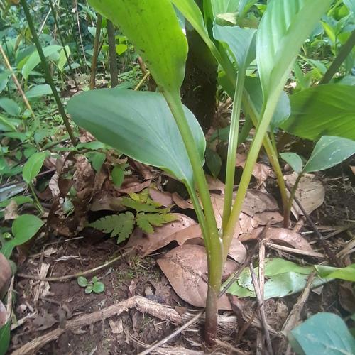 Jual tanaman temu kunci obat herbal - bibit tanaman temu kunci per ...