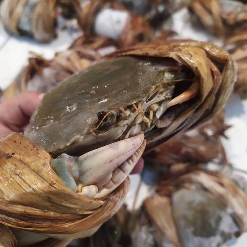 Jual Kepiting Besar 1-Kg Isi 2-3 Ekor / Kepiting Bakau / Rawa FROZEN ...
