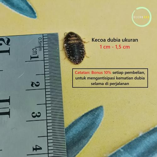 Jual Kecoa Dubia Ukuran 1 cm - 1,5 cm Makanan Reptil Leopard Gecko ...