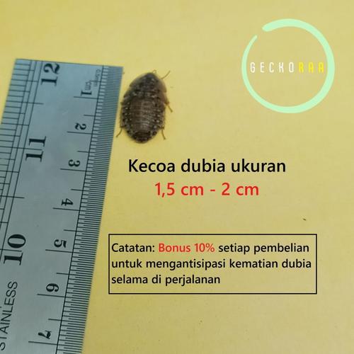 Jual Kecoa Dubia Ukuran 1,5 cm - 2 cm Makanan Reptil Leopard Gecko ...