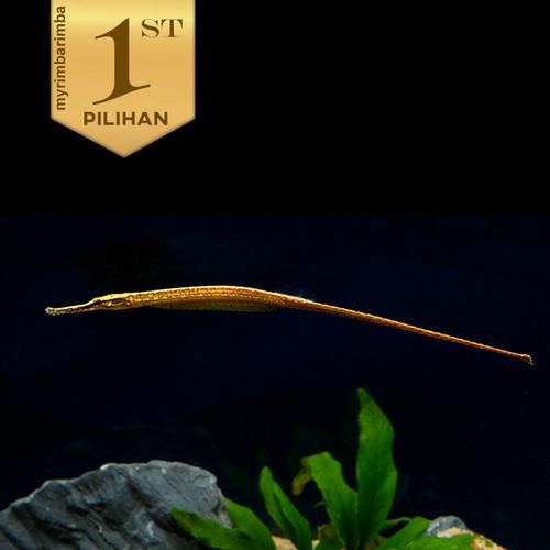 Jual Ikan Pipa Australia Jarang Ada! Hiasan Aquarium Aquascape Air ...