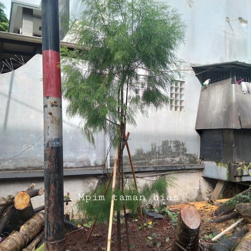 Jual Pohon cemara balon, Tinggi pohon 1,5-2 meter. - Kab. Bogor - Mpim ...