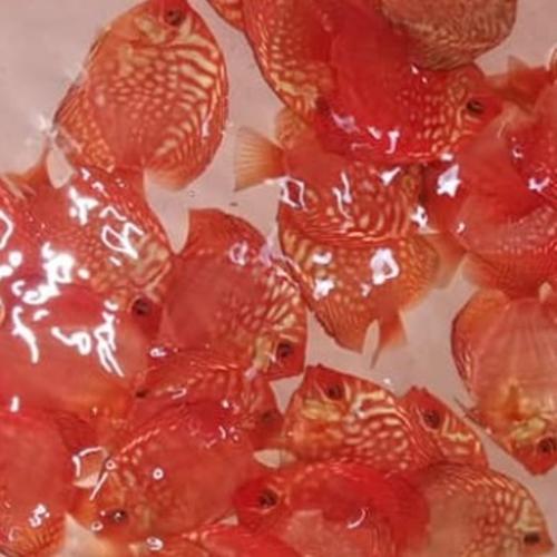 Jual DISCUS 1'INCH MIX/ IKAN HIAS AIR TAWAR - mozaik, garansi - Kab ...