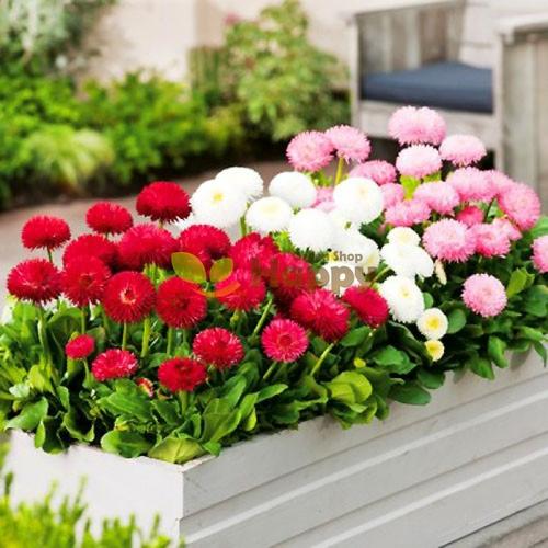 Jual Benih/ Bibit/ Biji Super Enorma English Daisy Seeds unik banyak ...