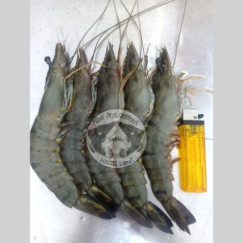 Jual Udang Tiger / windu / Pancet SIZE BESAR | Udang tambak - Jakarta ...