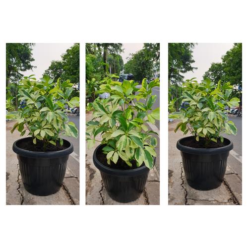 Jual tanaman walisongo daun varigata inc . pot / walisongo varigata ...