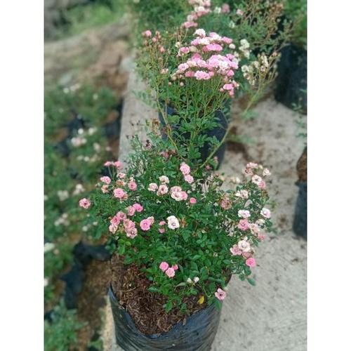 Jual Bunga Mawar Baby Rose Indukan Dewasa Rimbun - Kota Batu - Faeyza ...