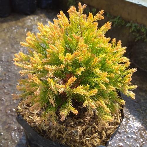 Jual Tanaman hias Cemara - tanaman mini (usia dewasa) - Aesthetic Decor ...