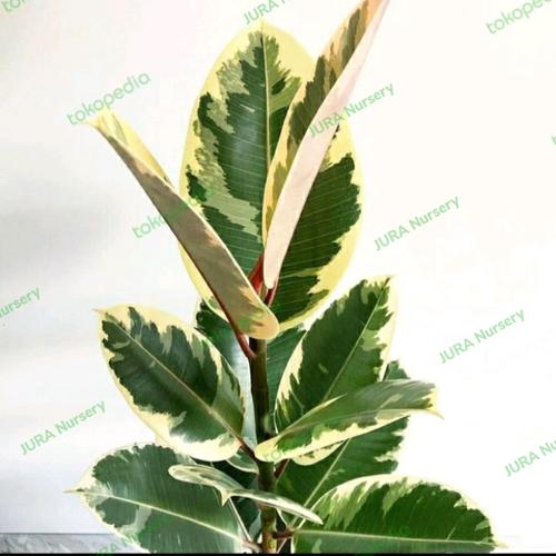 Jual tanaman hias karet kebo variegata putih - Kota Tangerang Selatan ...